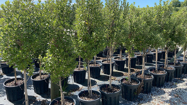 Learn about Propots - the eco-friendly product - Hessian wrapped trees ...