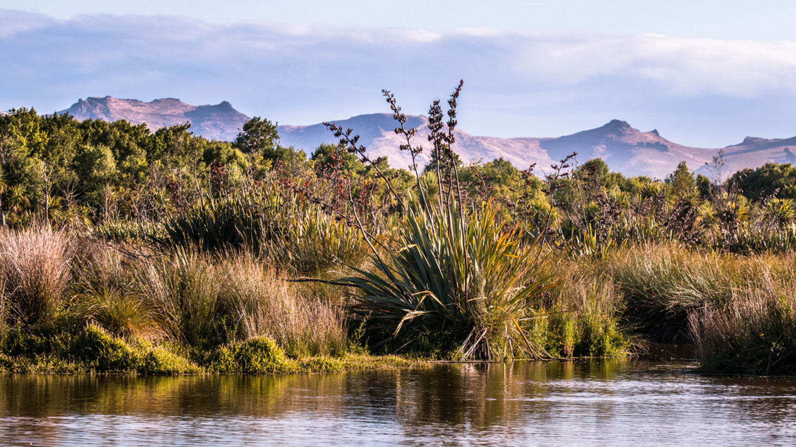Takana / Big New Zealand Native Tree Specialists