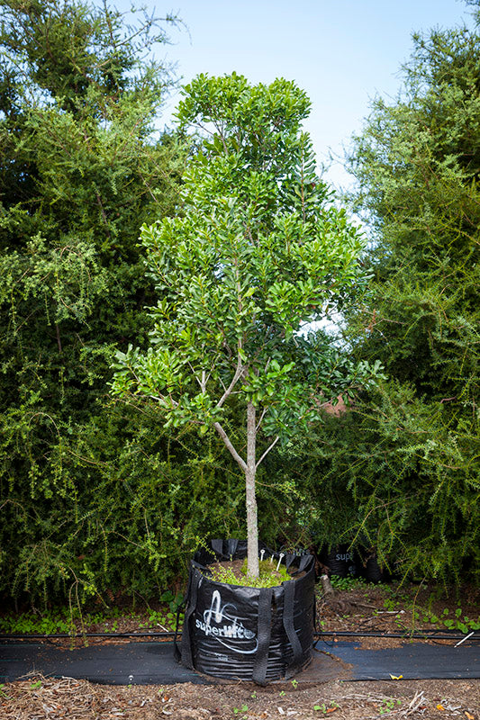 Erosion Control - Takana