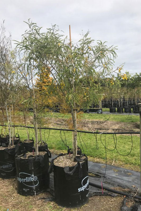 Kowhai Trees for Sale / New Zealand native trees for gardens - Takana