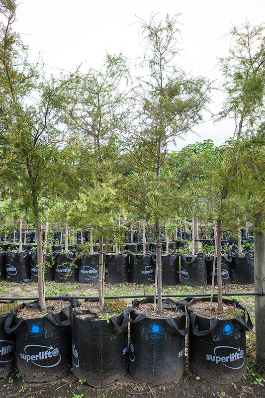 Totara (Podocarpus totara) 450L & 1000L - Takana